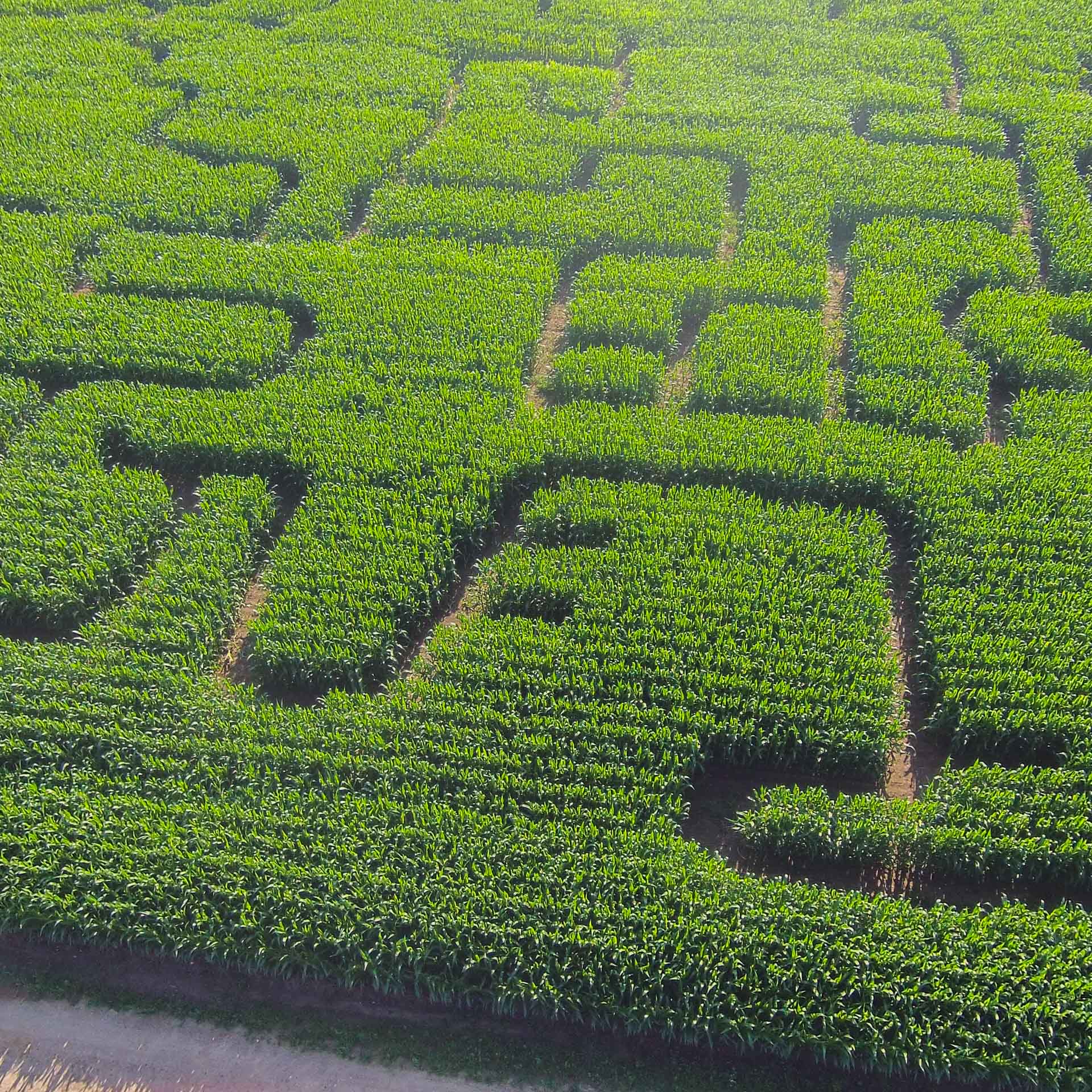 Corn Maze Fun at Cook’s Farm Dairy | Fall Family...